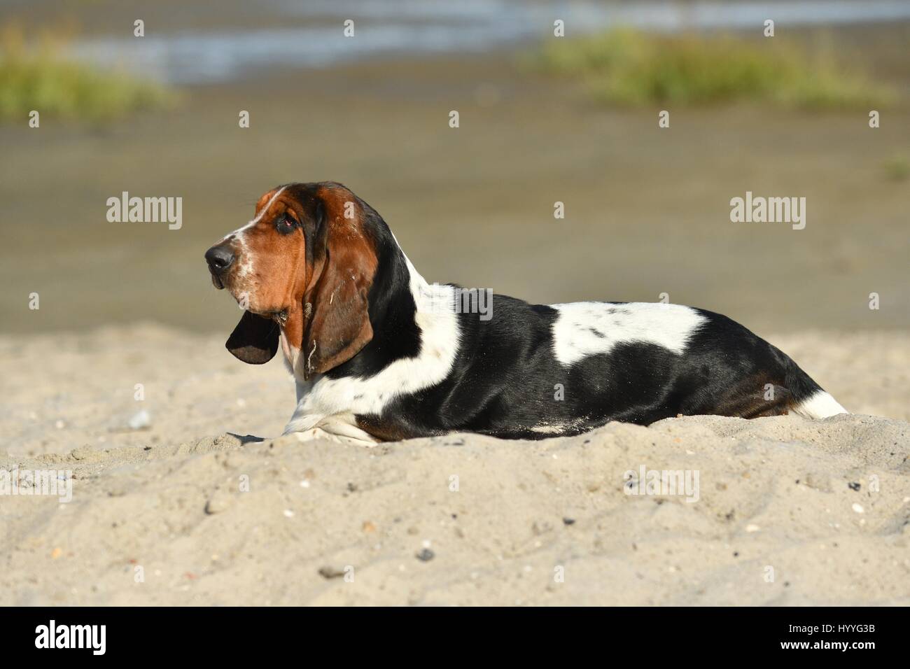 lying Basset Hound Stock Photo - Alamy
