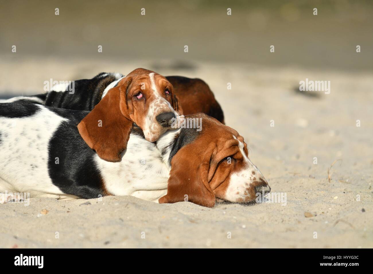 3 Basset Hounds Stock Photo - Alamy