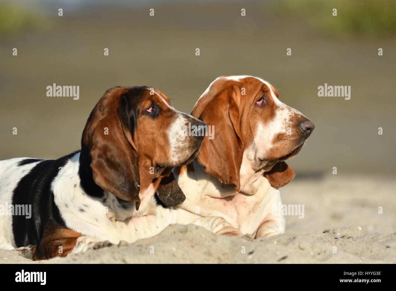 2 Basset Hounds Stock Photo - Alamy