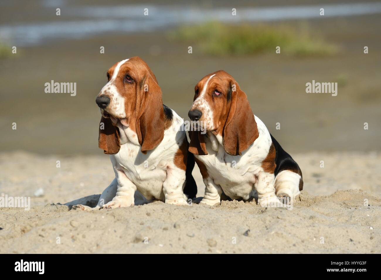 2 Basset Hounds Stock Photo - Alamy