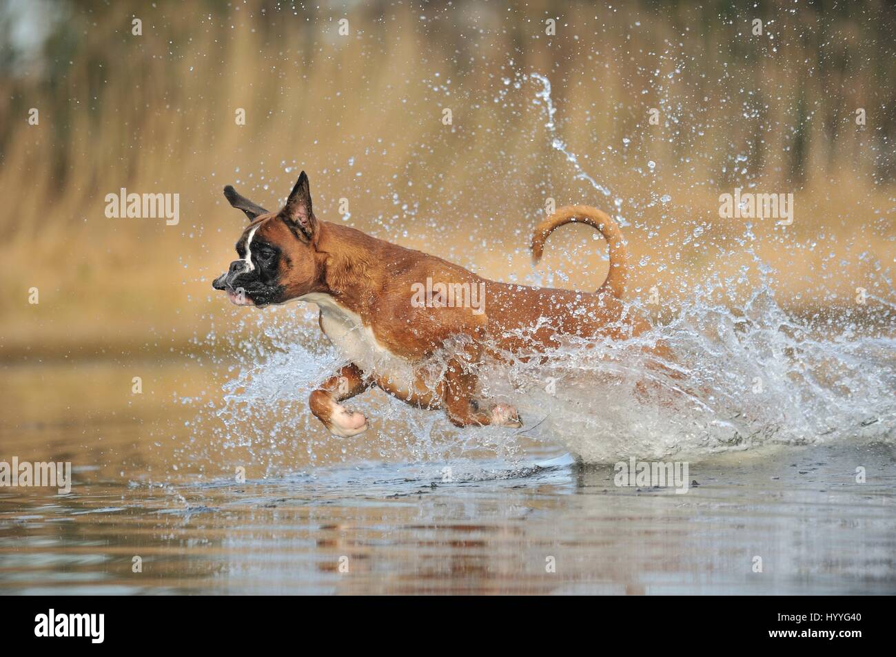 running German Boxer Stock Photo - Alamy