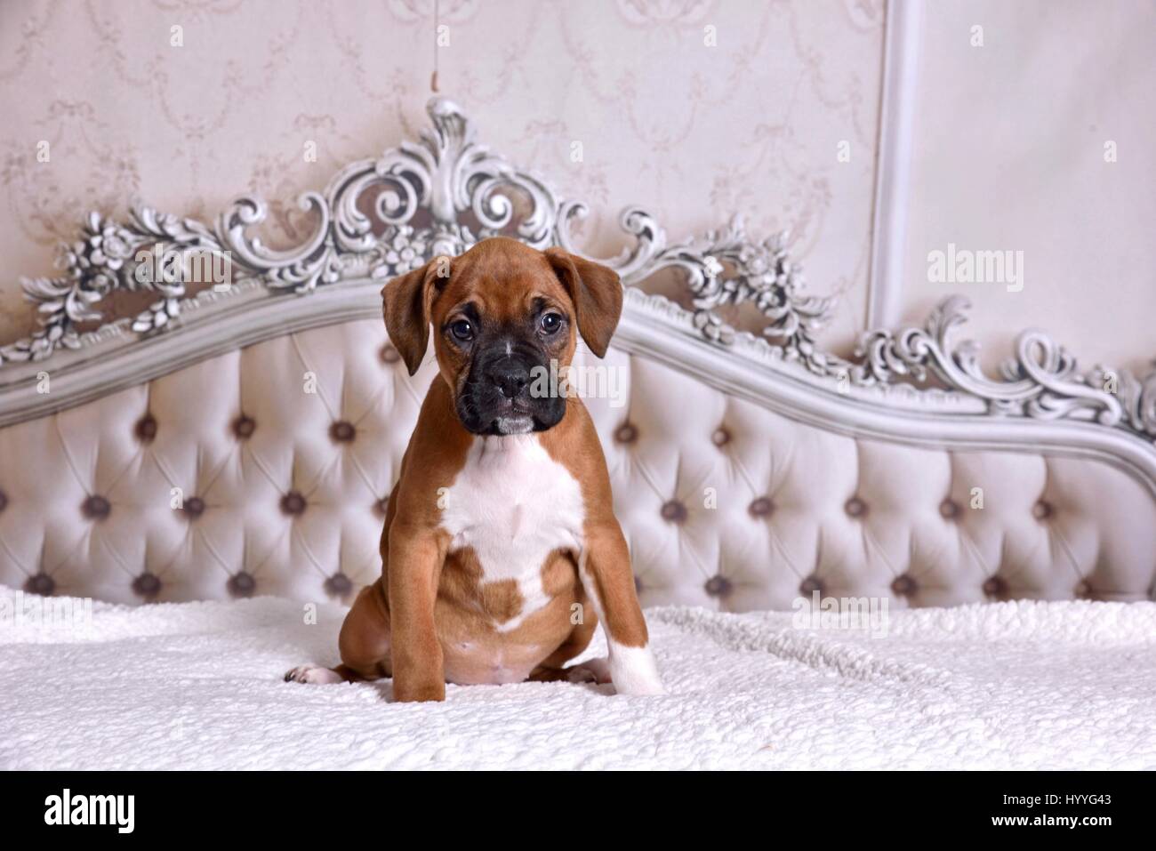 German Boxer Puppy Stock Photo - Alamy