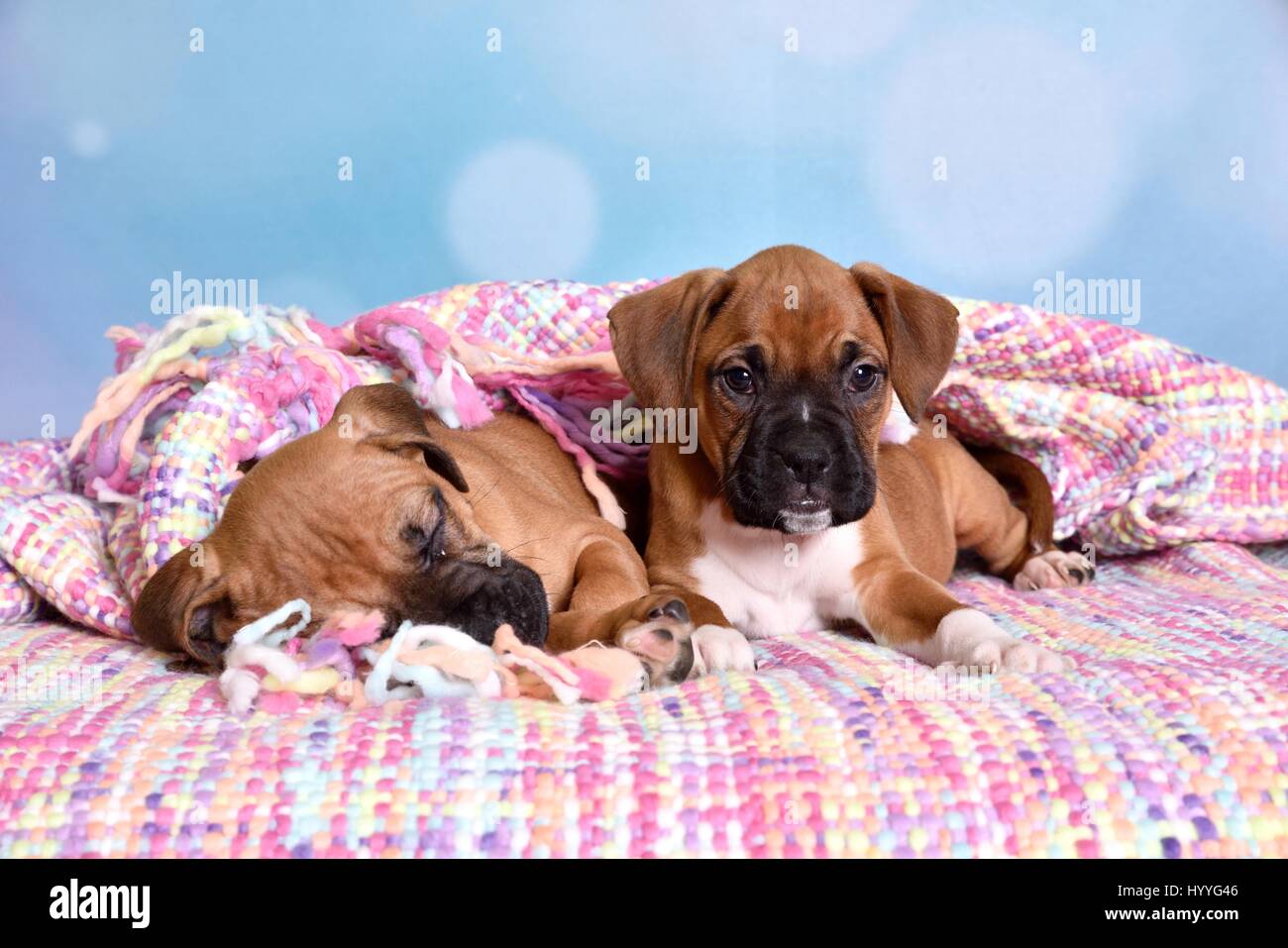 German Boxer Puppies Stock Photo - Alamy