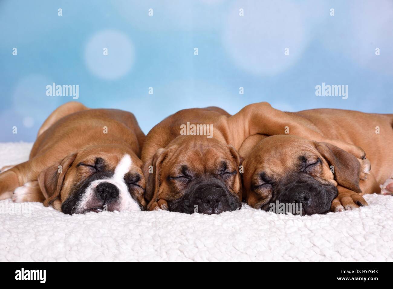 German Boxer Puppies Stock Photo - Alamy