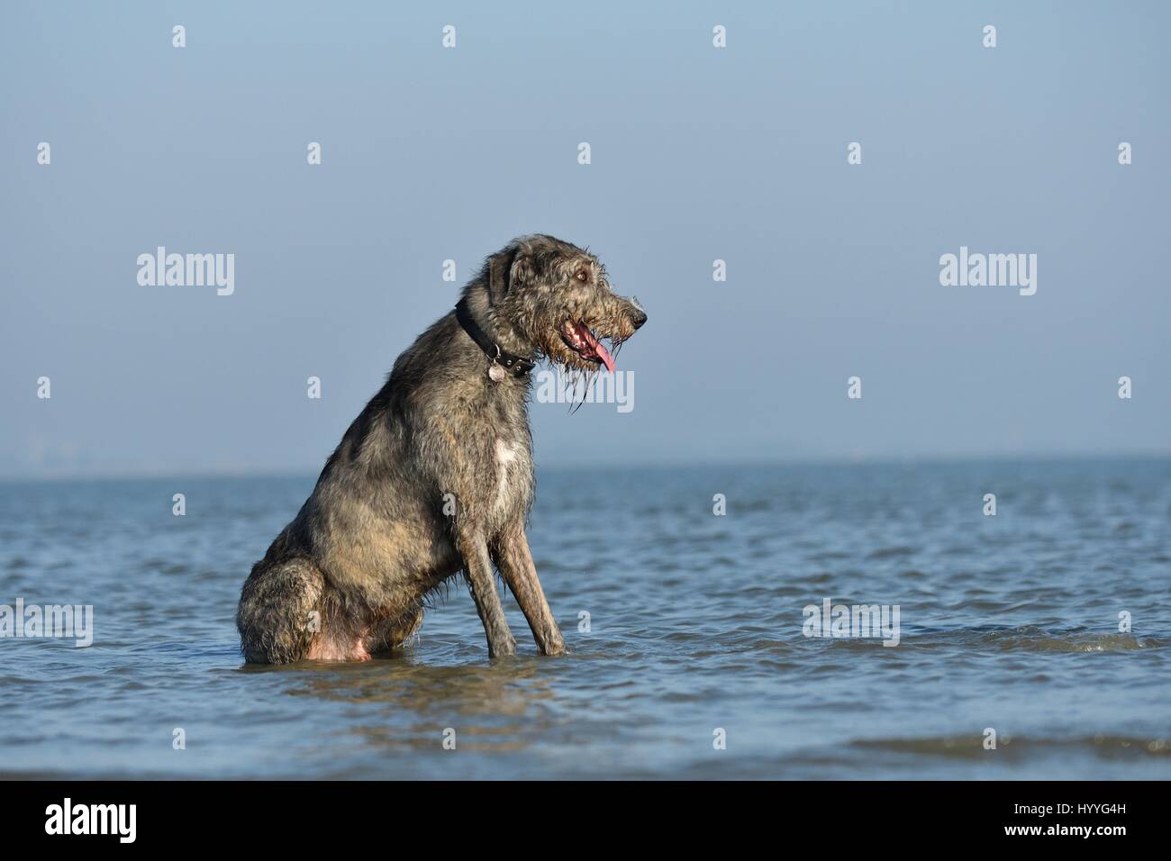 sitting Irish Wolfhound Stock Photo - Alamy