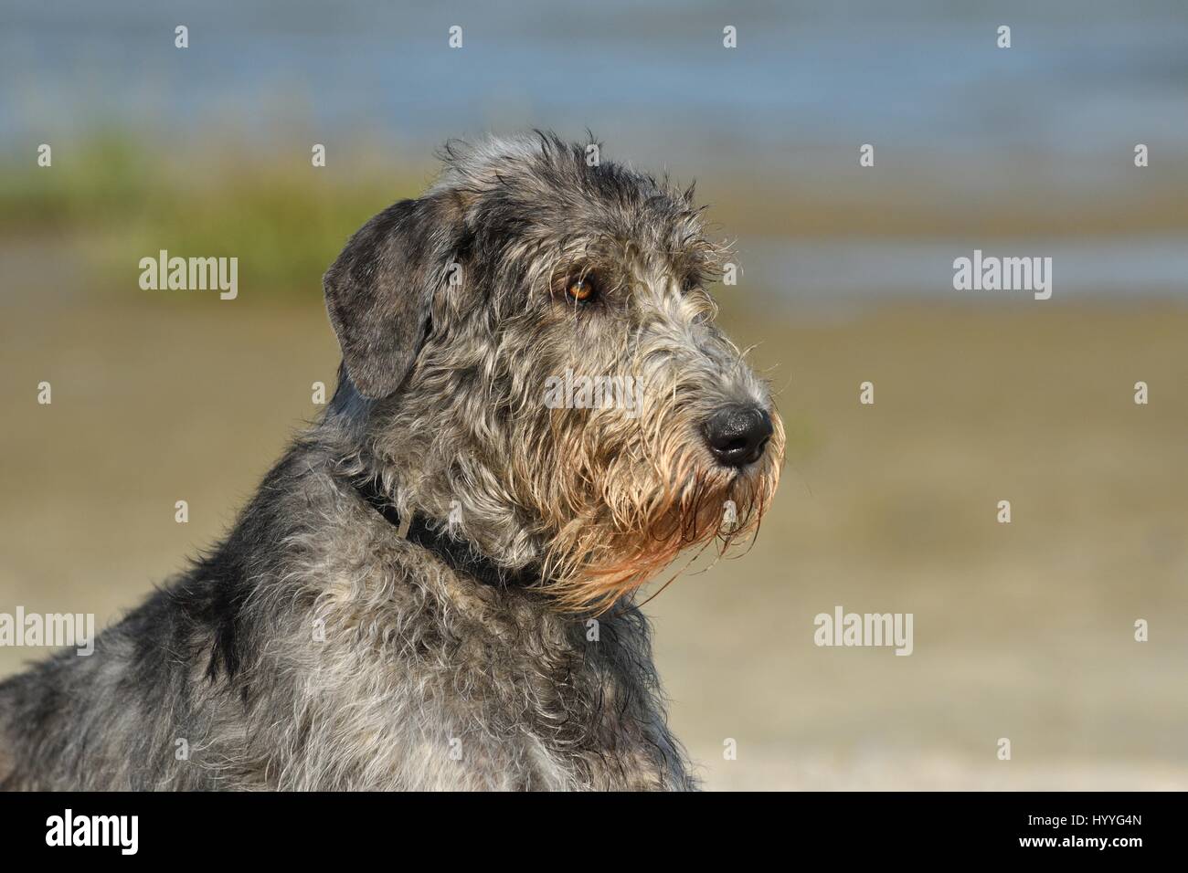 Irish Wolfhound Portrait Stock Photo - Alamy