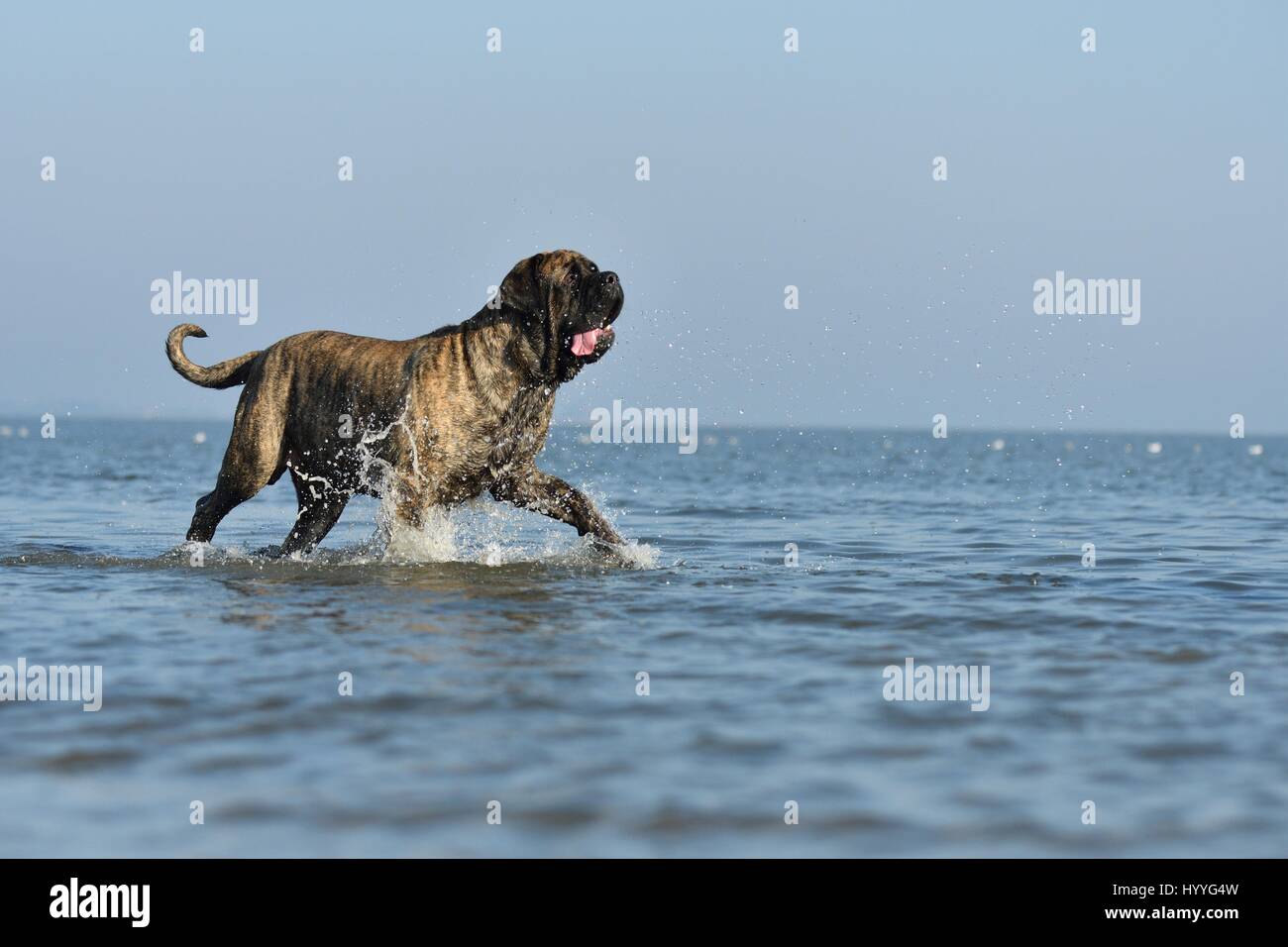 walking Old English Mastiff Stock Photo - Alamy