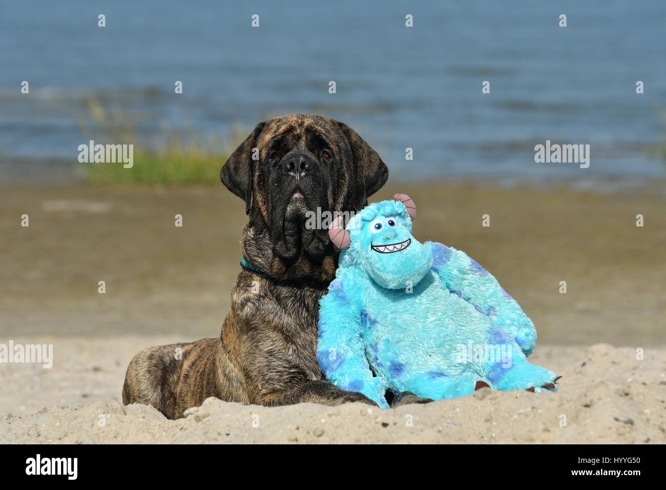 lying Old English Mastiff Stock Photo - Alamy