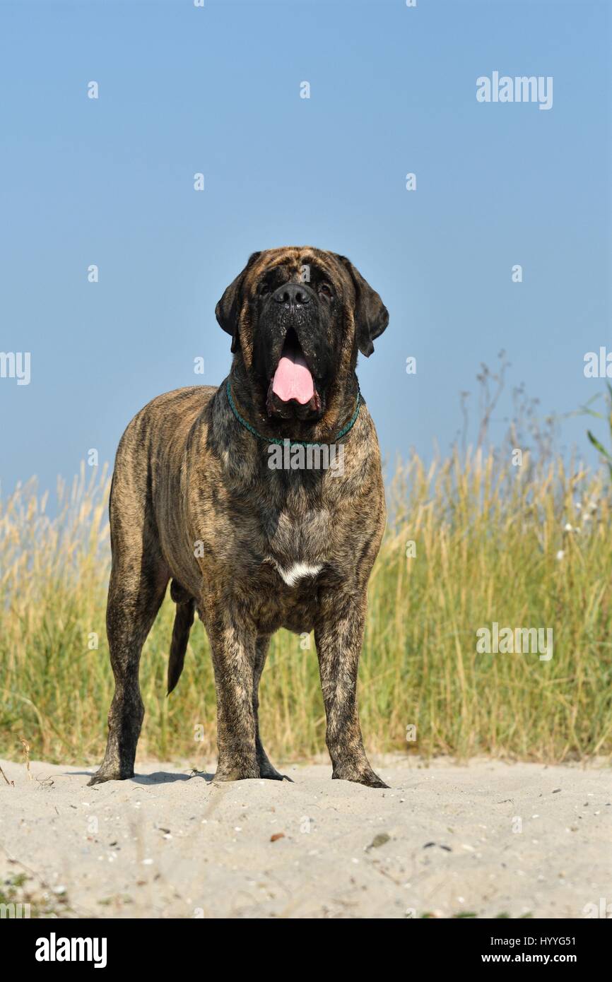 Old English Mastiff Stock Photo - Alamy