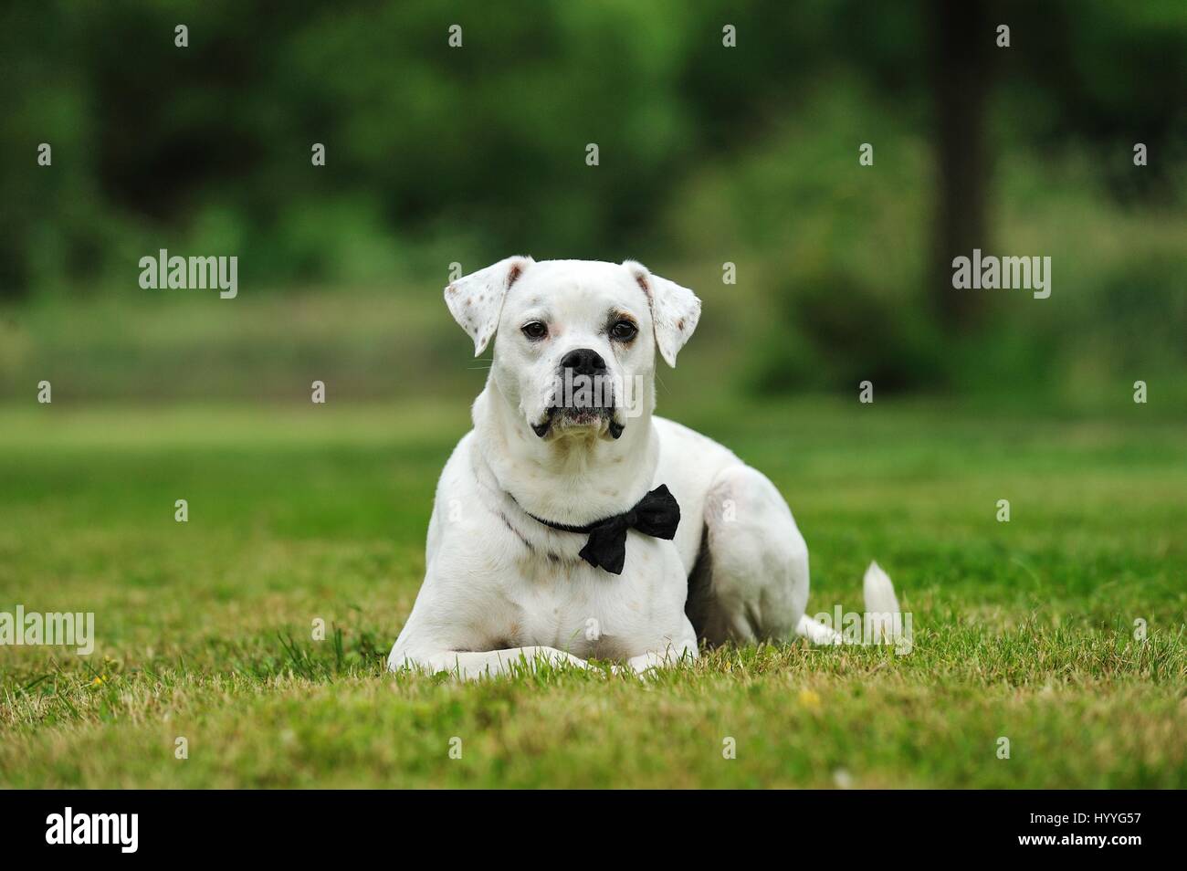 Short haired pointer cross hi-res stock photography and images - Alamy