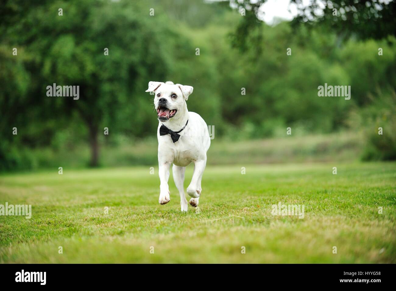 Short haired pointer cross hi-res stock photography and images - Alamy