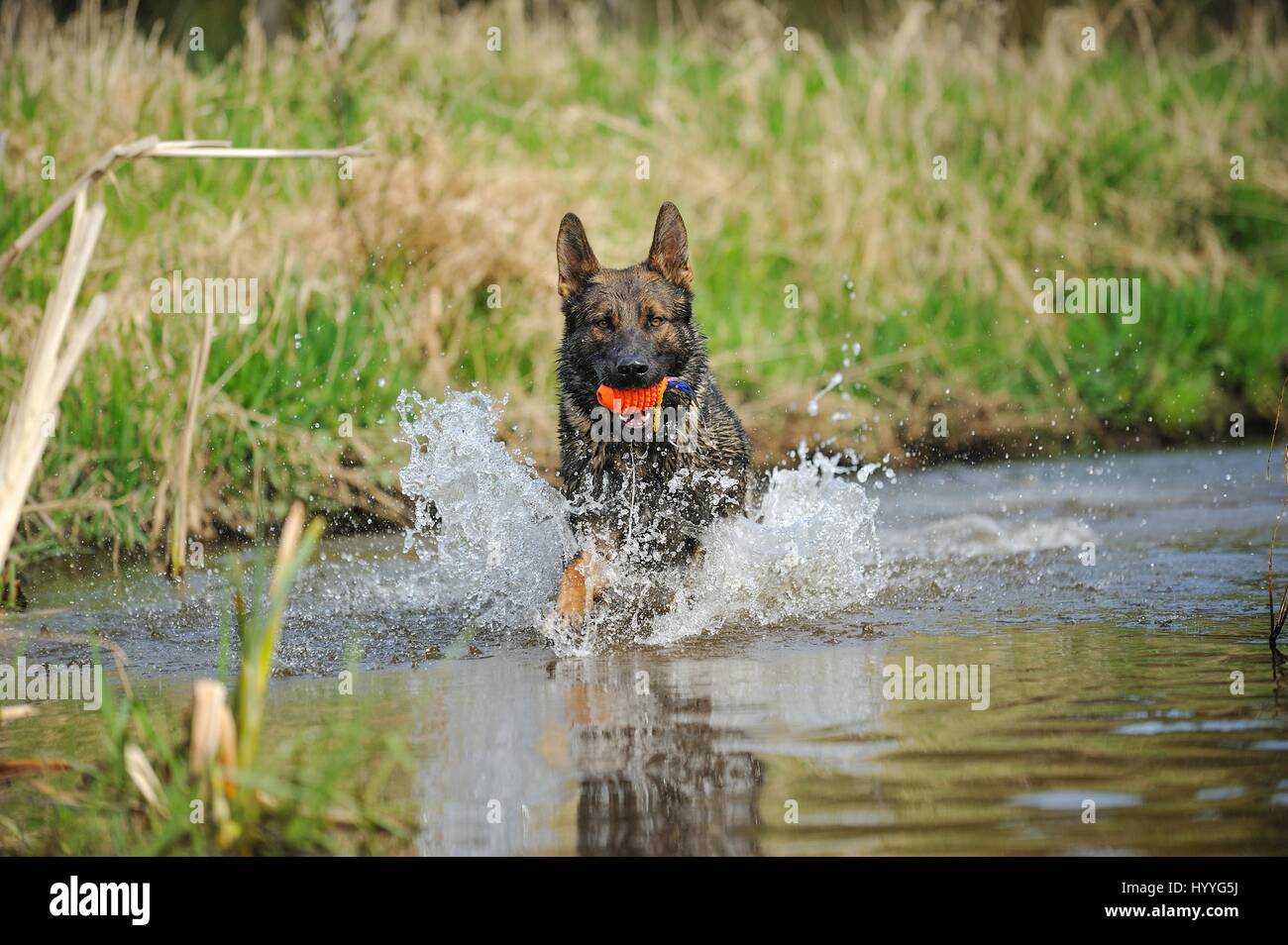 playing German Shepherd GDR Stock Photo - Alamy
