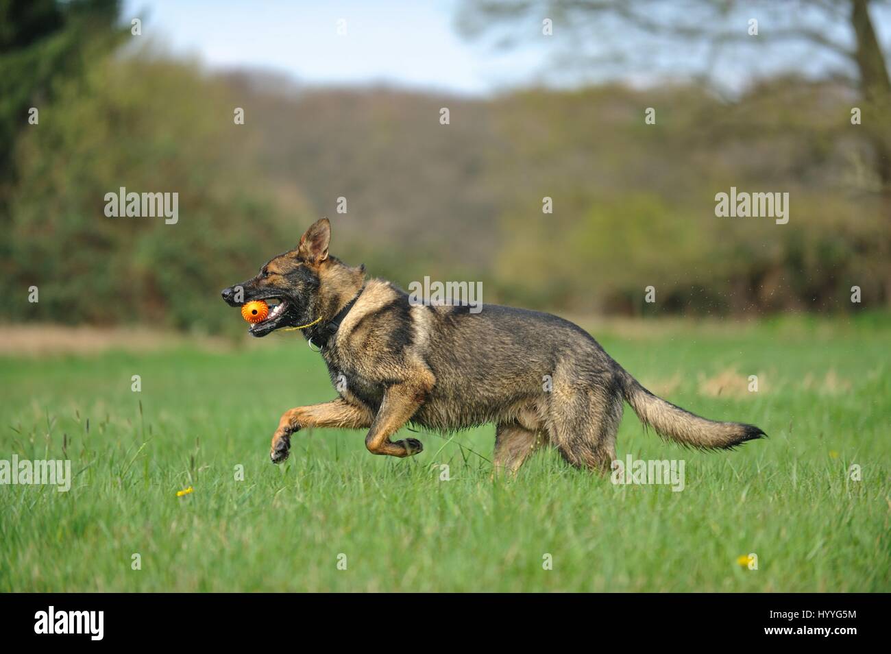 playing German Shepherd GDR Stock Photo - Alamy