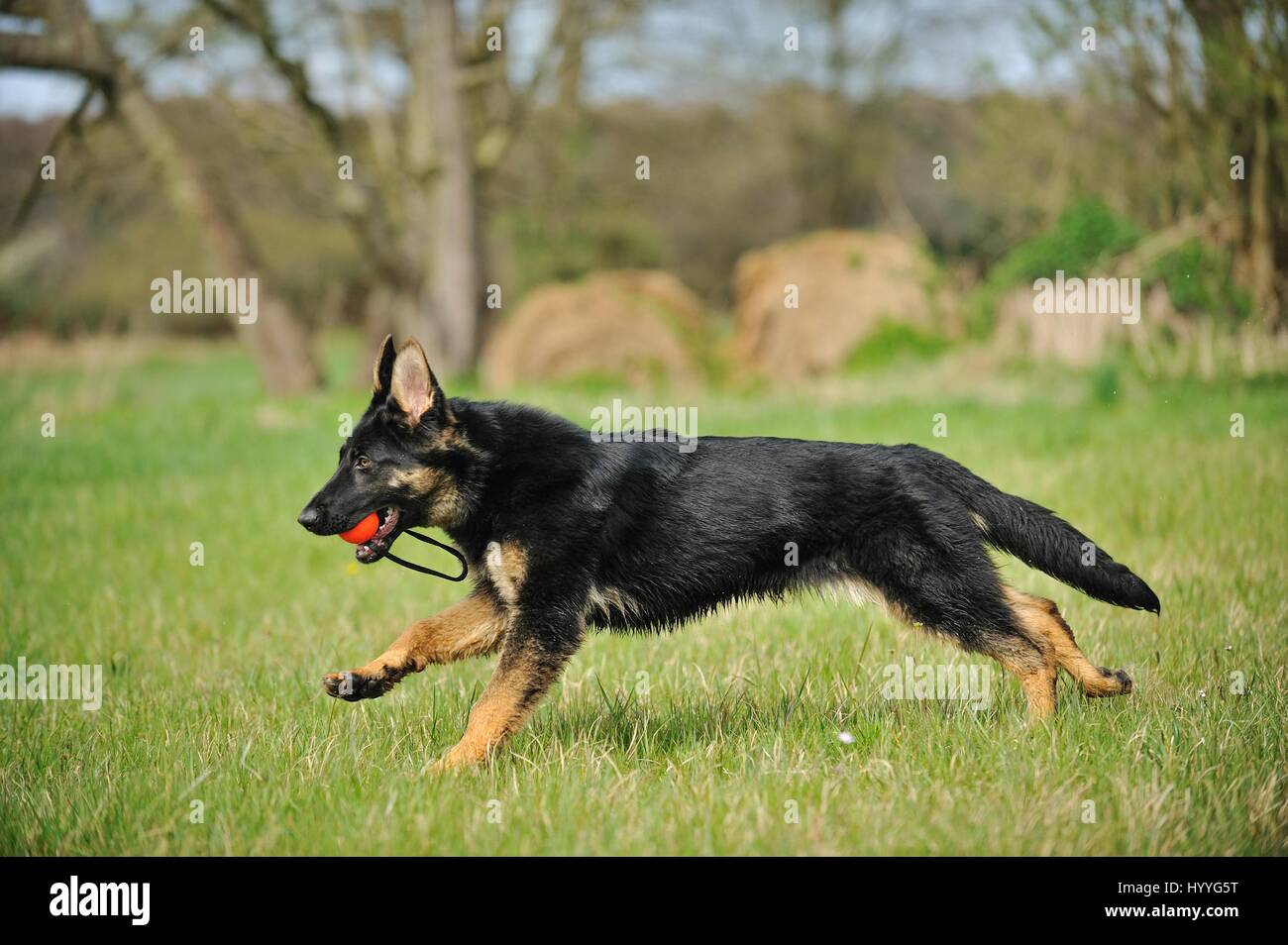 playing German Shepherd Stock Photo - Alamy