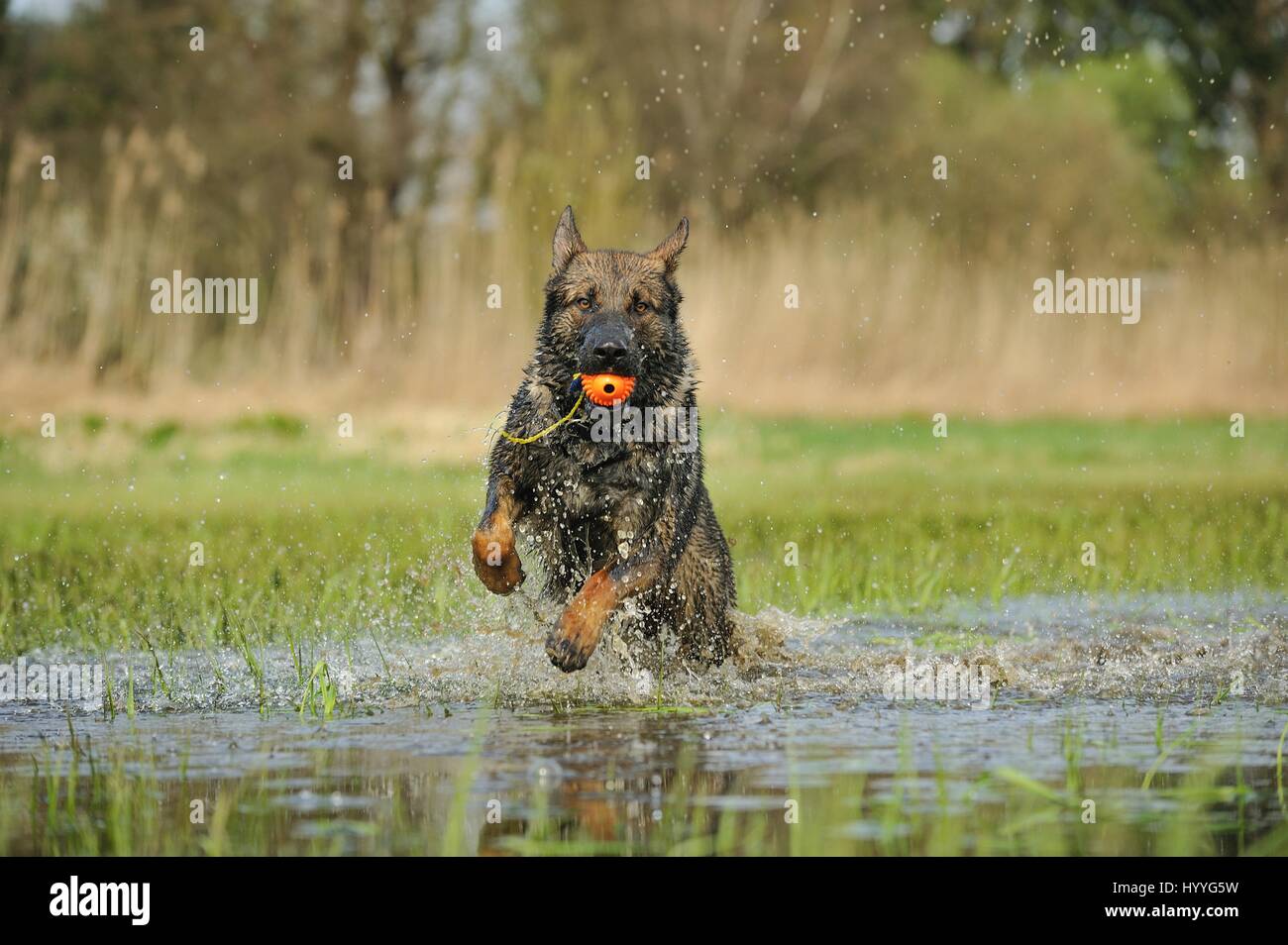 playing German Shepherd GDR Stock Photo - Alamy