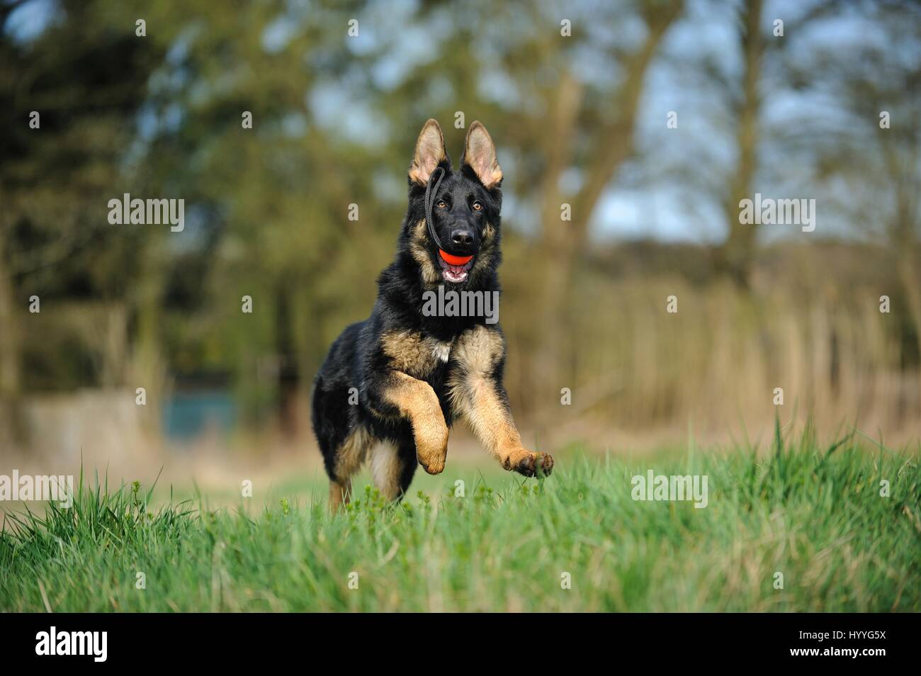 playing German Shepherd Stock Photo - Alamy