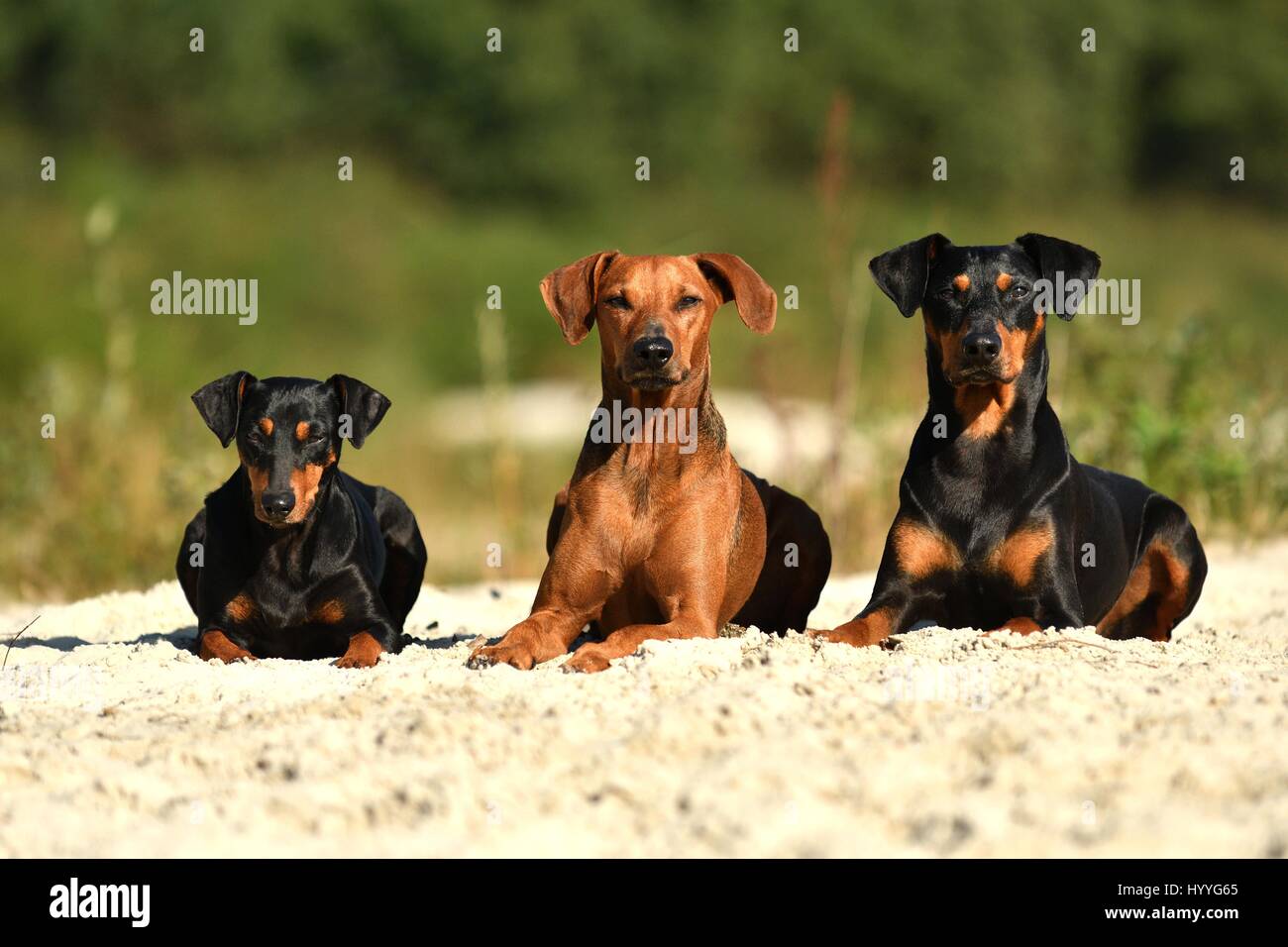 3 German Pinscher Stock Photo - Alamy