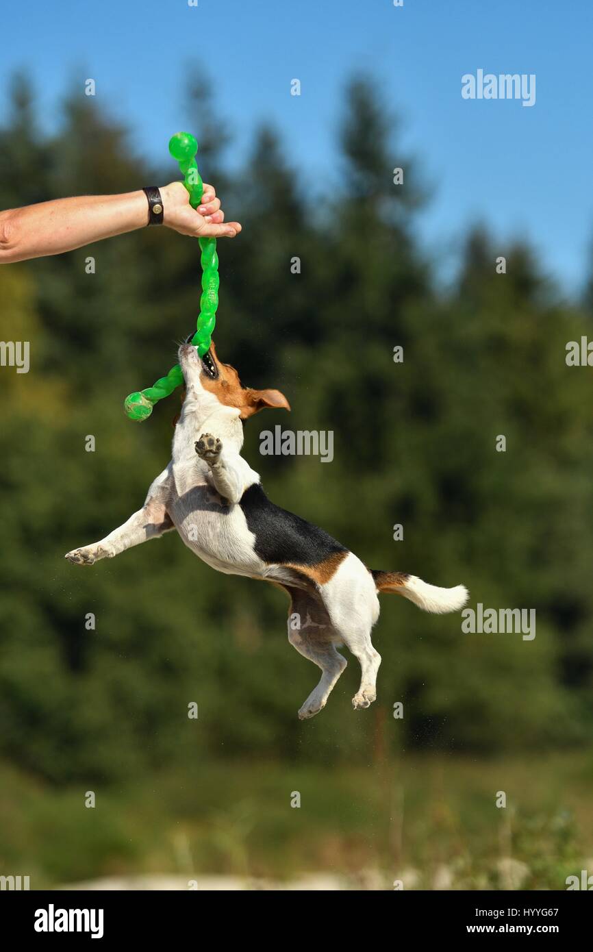 playing Jack Russell Terrier Stock Photo - Alamy