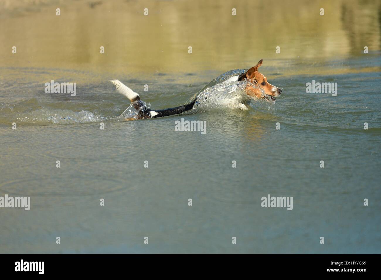 swimming Jack Russell Terrier Stock Photo - Alamy