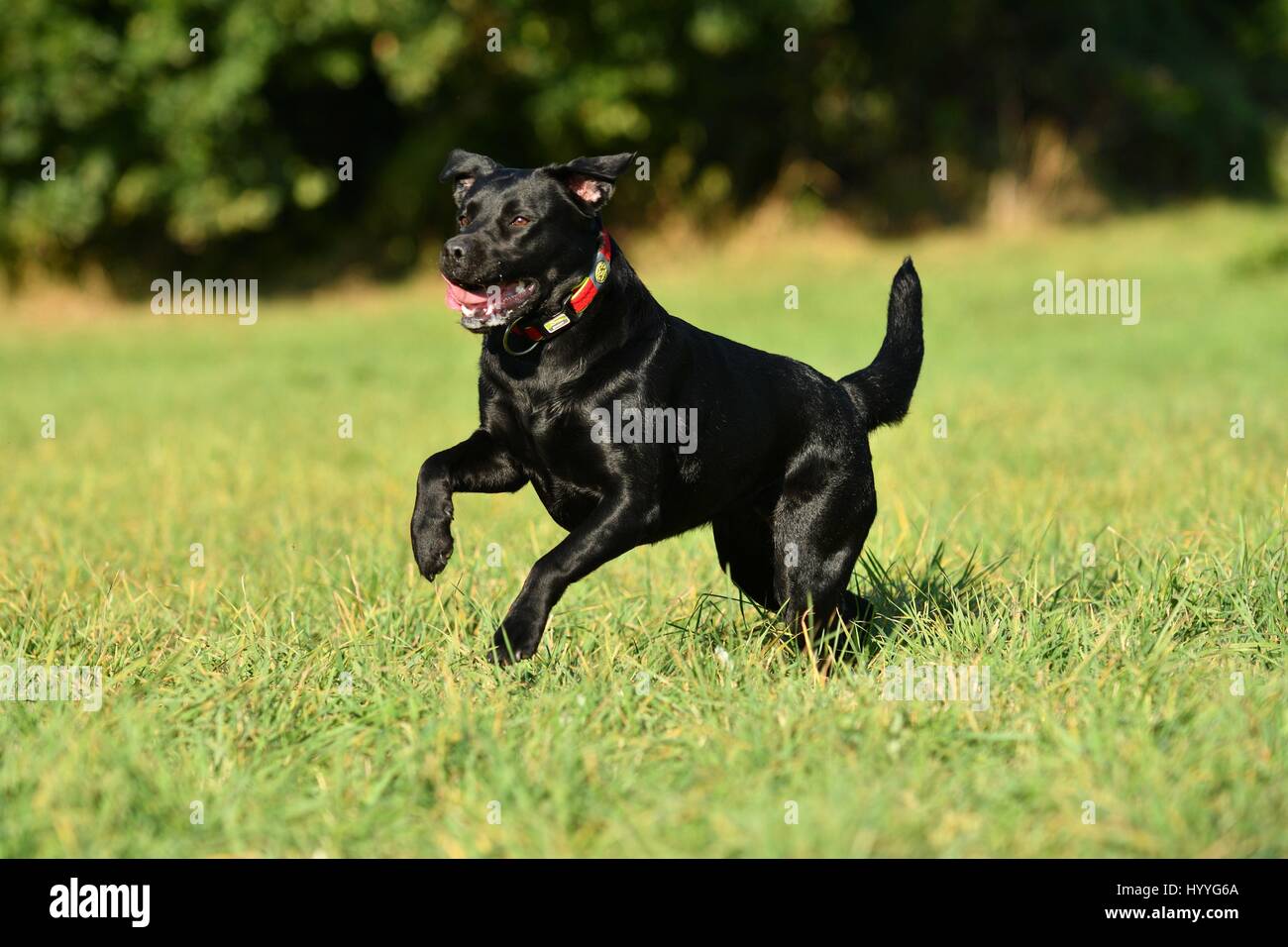 Labrador working line hi-res stock photography and images - Alamy
