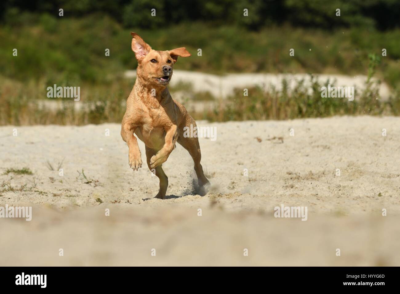 galloping Labrador Retriever Stock Photo - Alamy