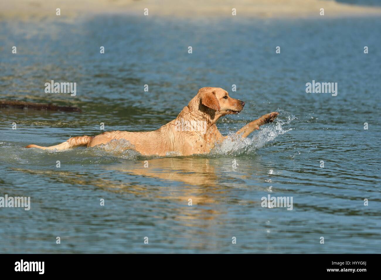 running Labrador Retriever Stock Photo - Alamy