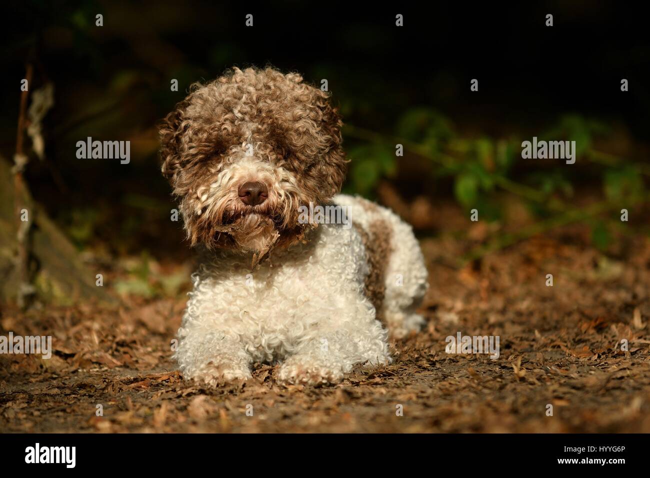 lying Lagotto Romagnolo Stock Photo - Alamy