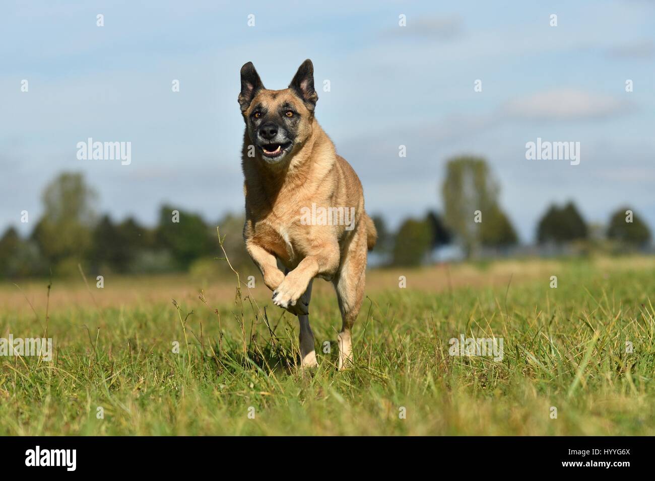 Running shepherd hi-res stock photography and images - Alamy