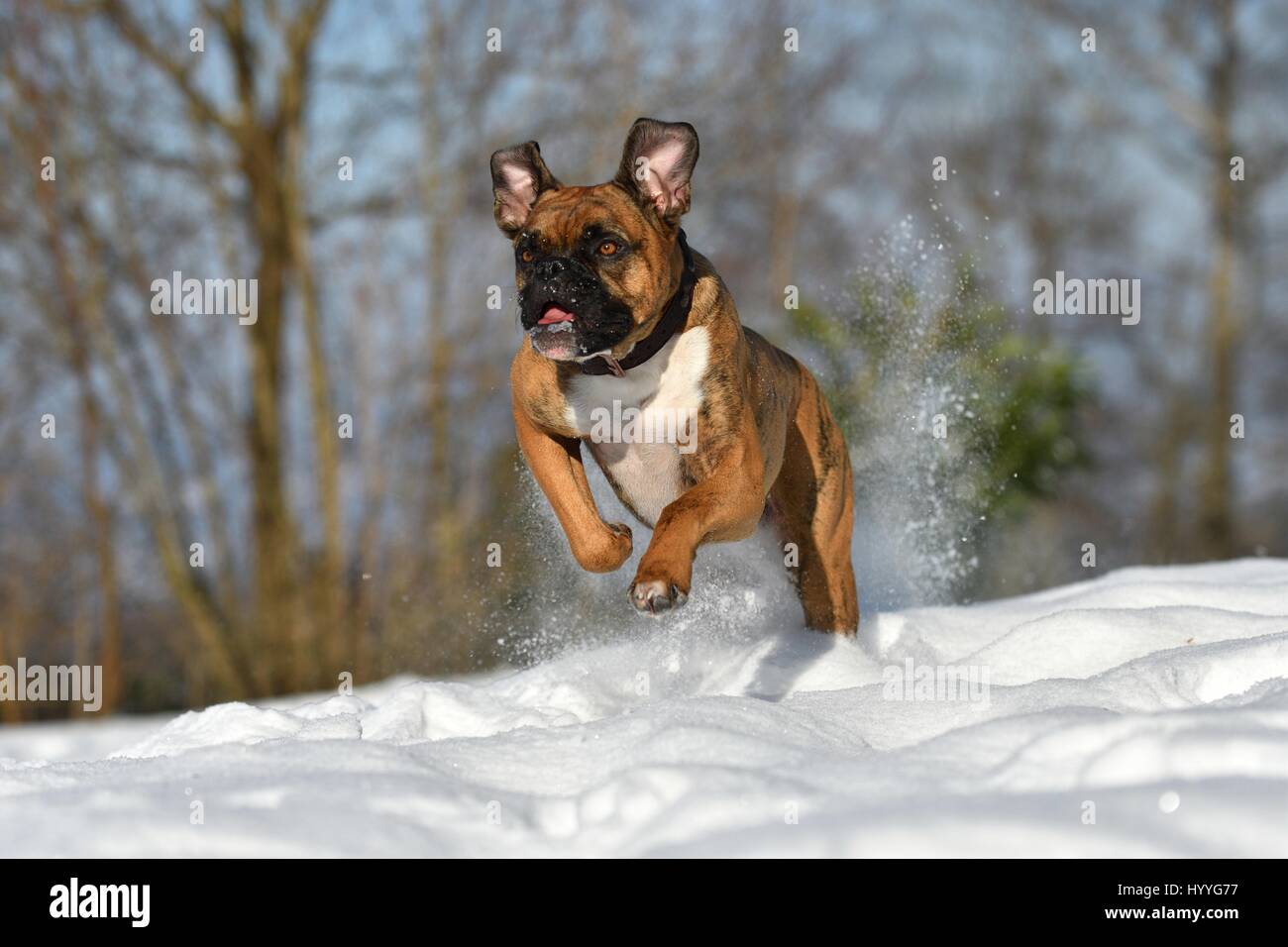 running German Boxer Stock Photo - Alamy