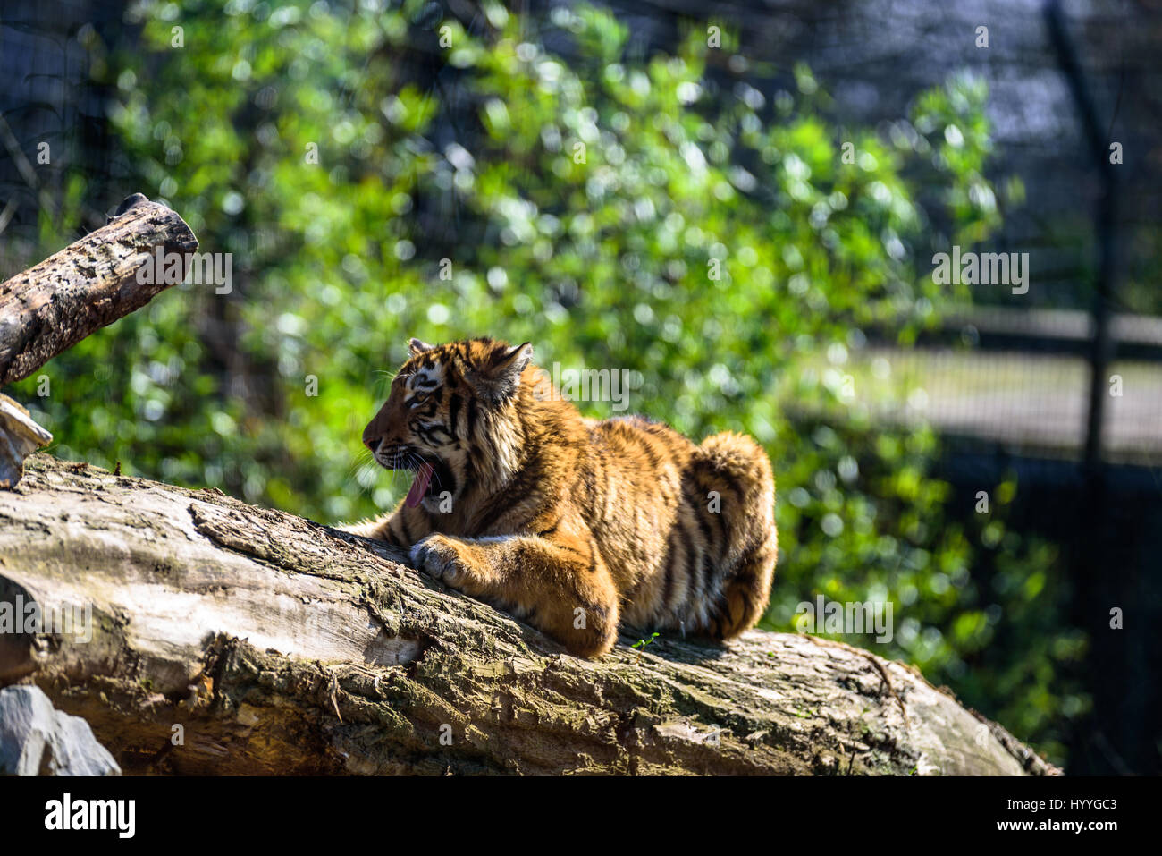 Siberian tiger relaxing and roaring in the sun Stock Photo - Alamy