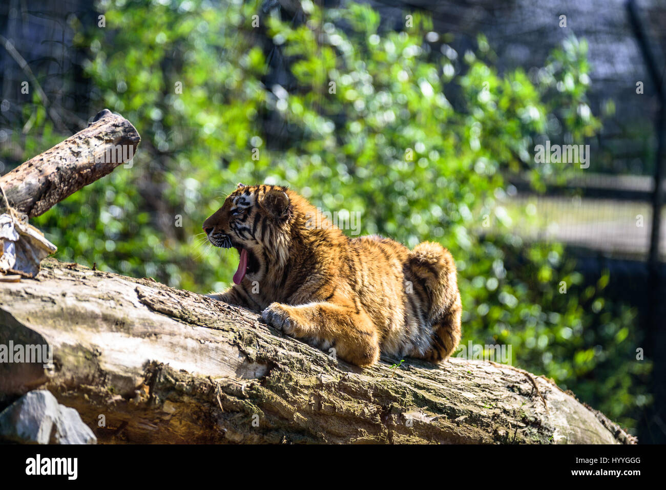 Siberian tiger relaxing and roaring in the sun Stock Photo - Alamy