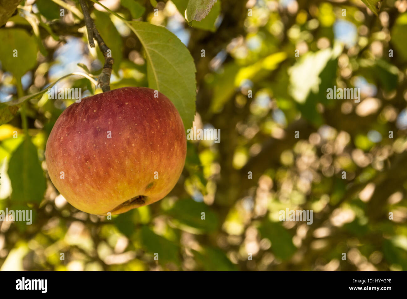 Fruit tree without fruits hi-res stock photography and images - Alamy