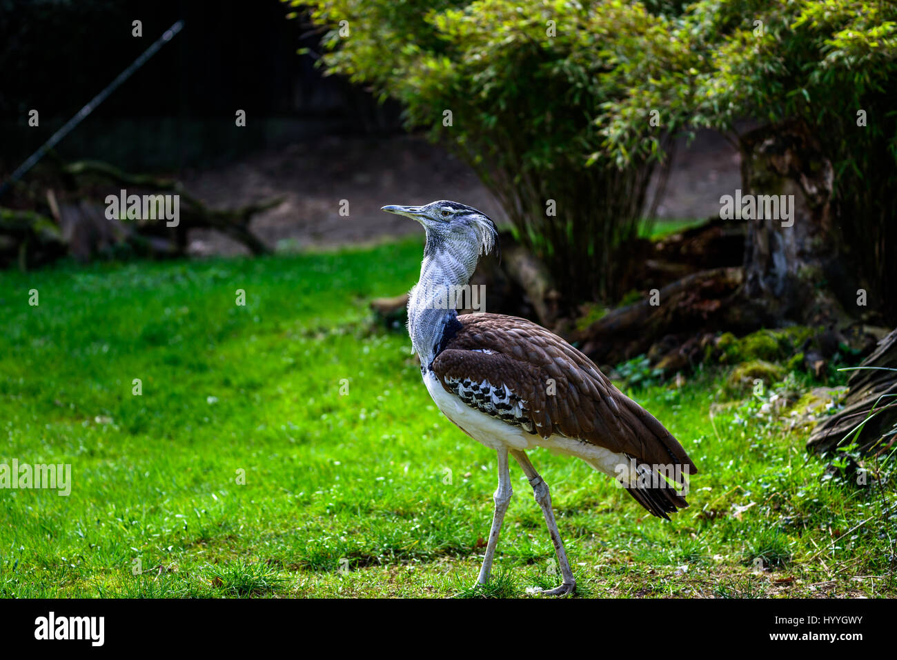 Pheasant looking at the camera in the zoo Stock Photo - Alamy