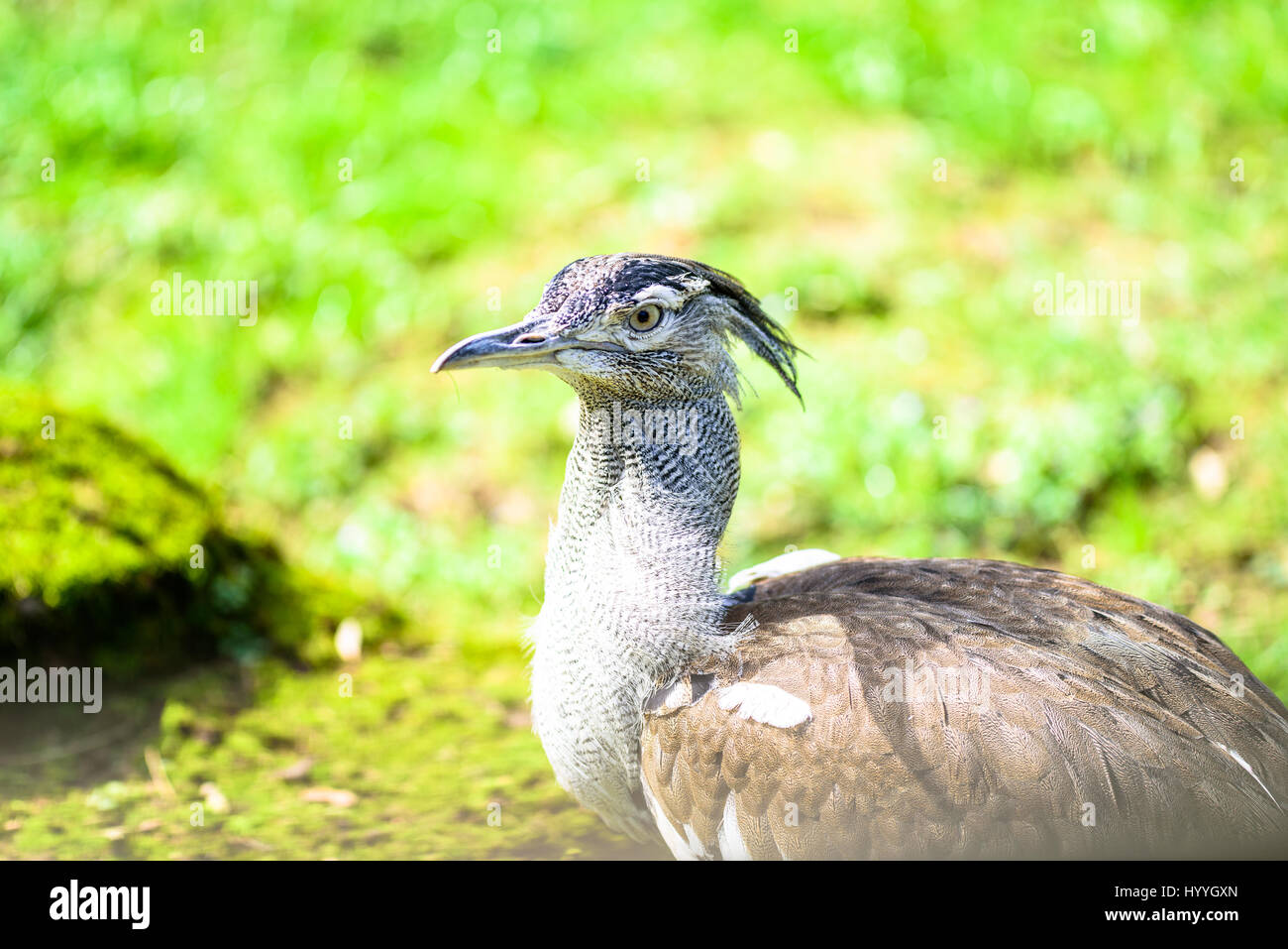 Pheasant looking at the camera in the zoo Stock Photo - Alamy