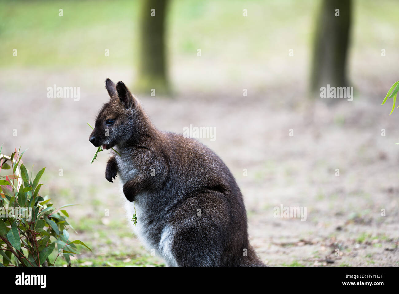 Australian tree kangaroo eating grass Stock Photo - Alamy