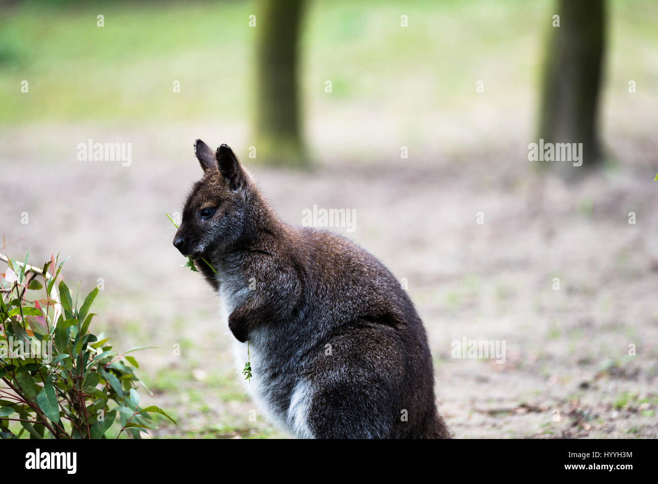 Australian tree kangaroo eating grass Stock Photo - Alamy