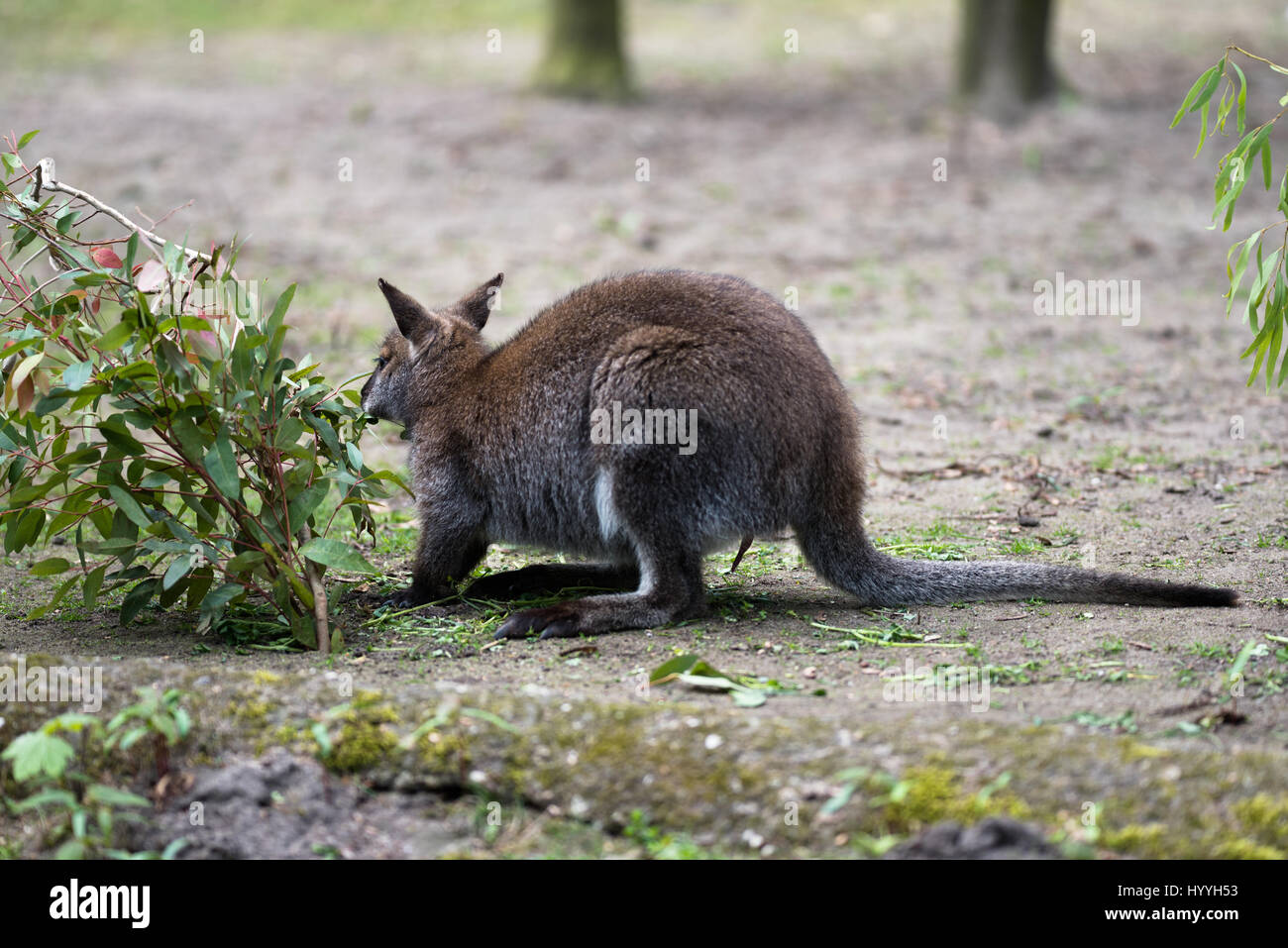 Australian tree kangaroo eating grass Stock Photo - Alamy