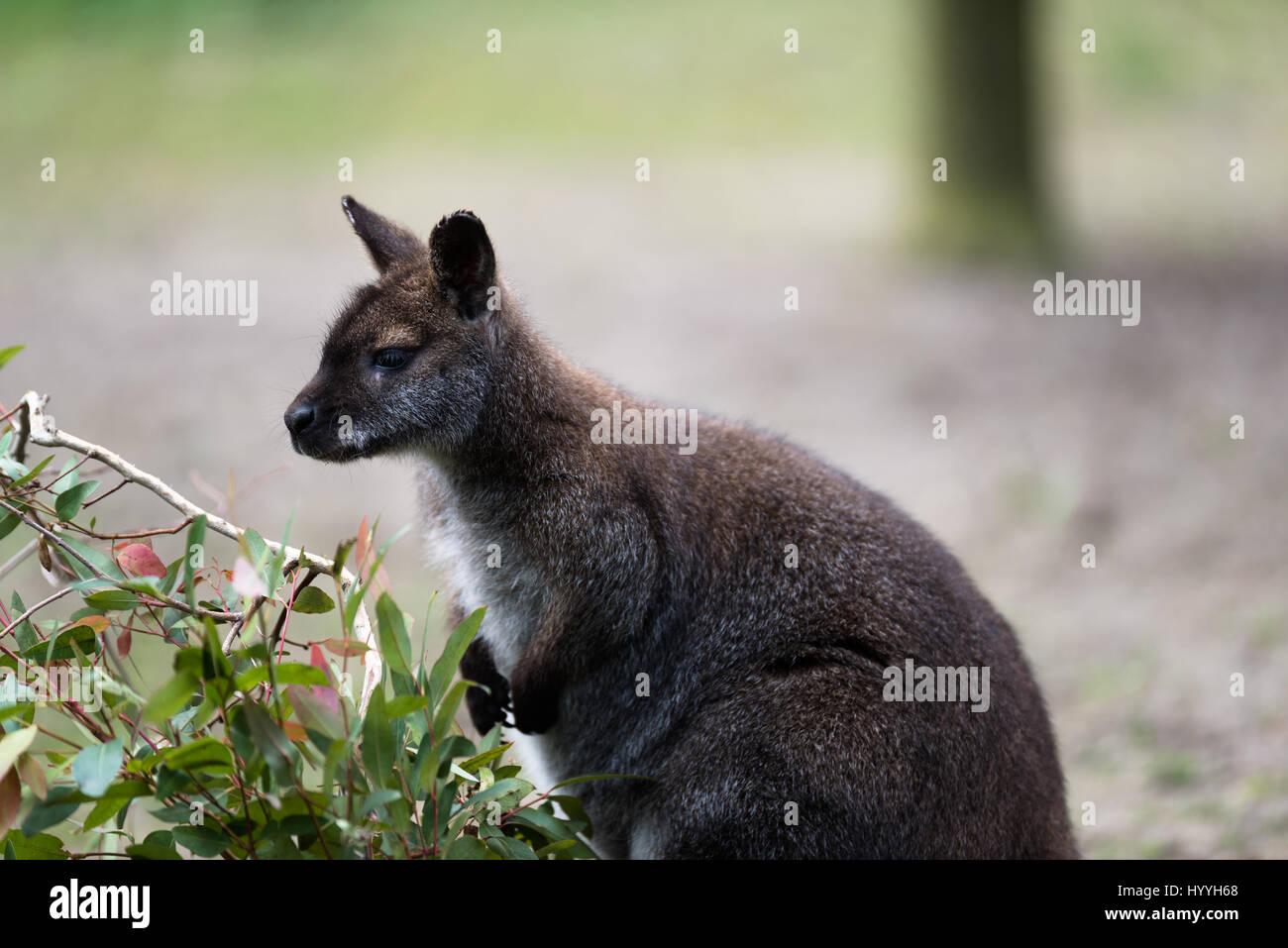 Australian tree kangaroo eating grass Stock Photo - Alamy
