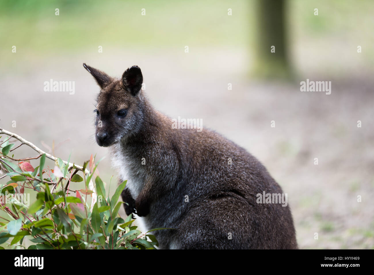 Red kangaroo eating hi-res stock photography and images - Alamy