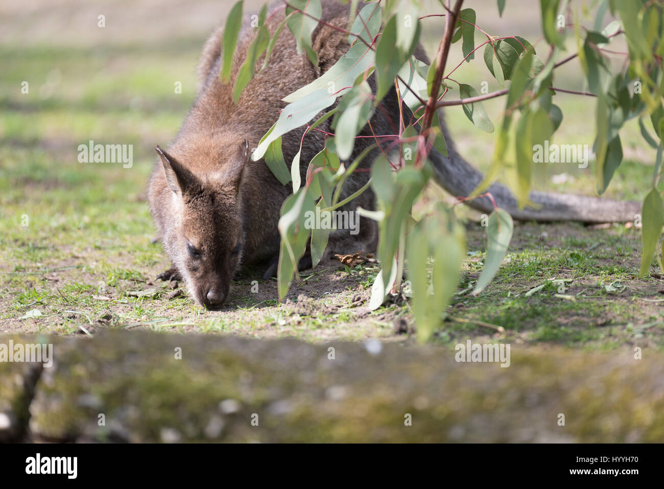 Australian tree kangaroo eating grass Stock Photo - Alamy