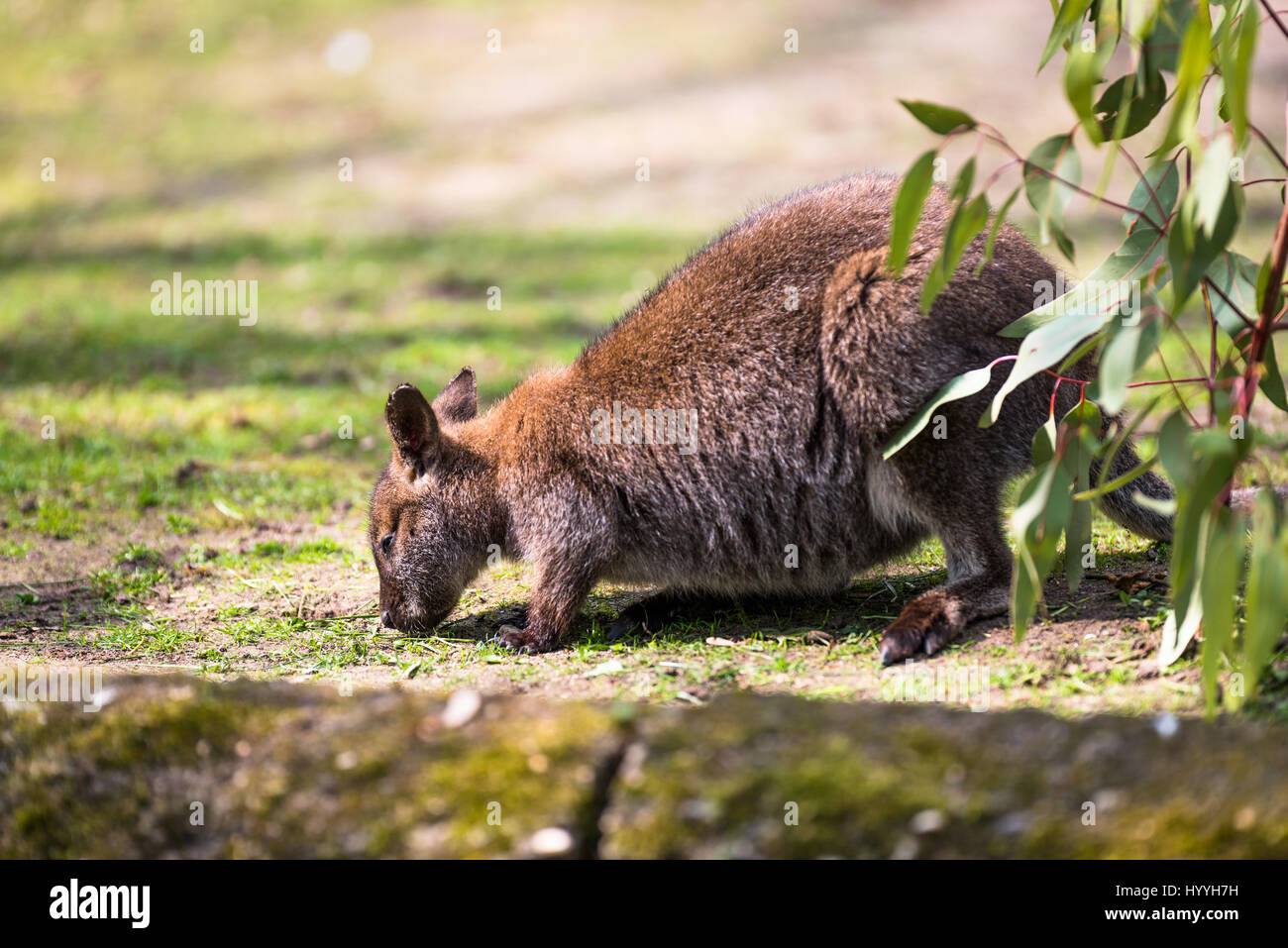 Australian tree kangaroo eating grass Stock Photo - Alamy