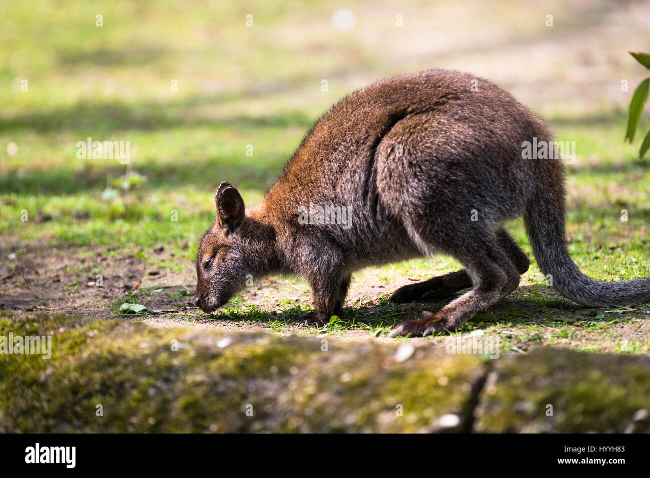 Australian tree kangaroo eating grass Stock Photo - Alamy