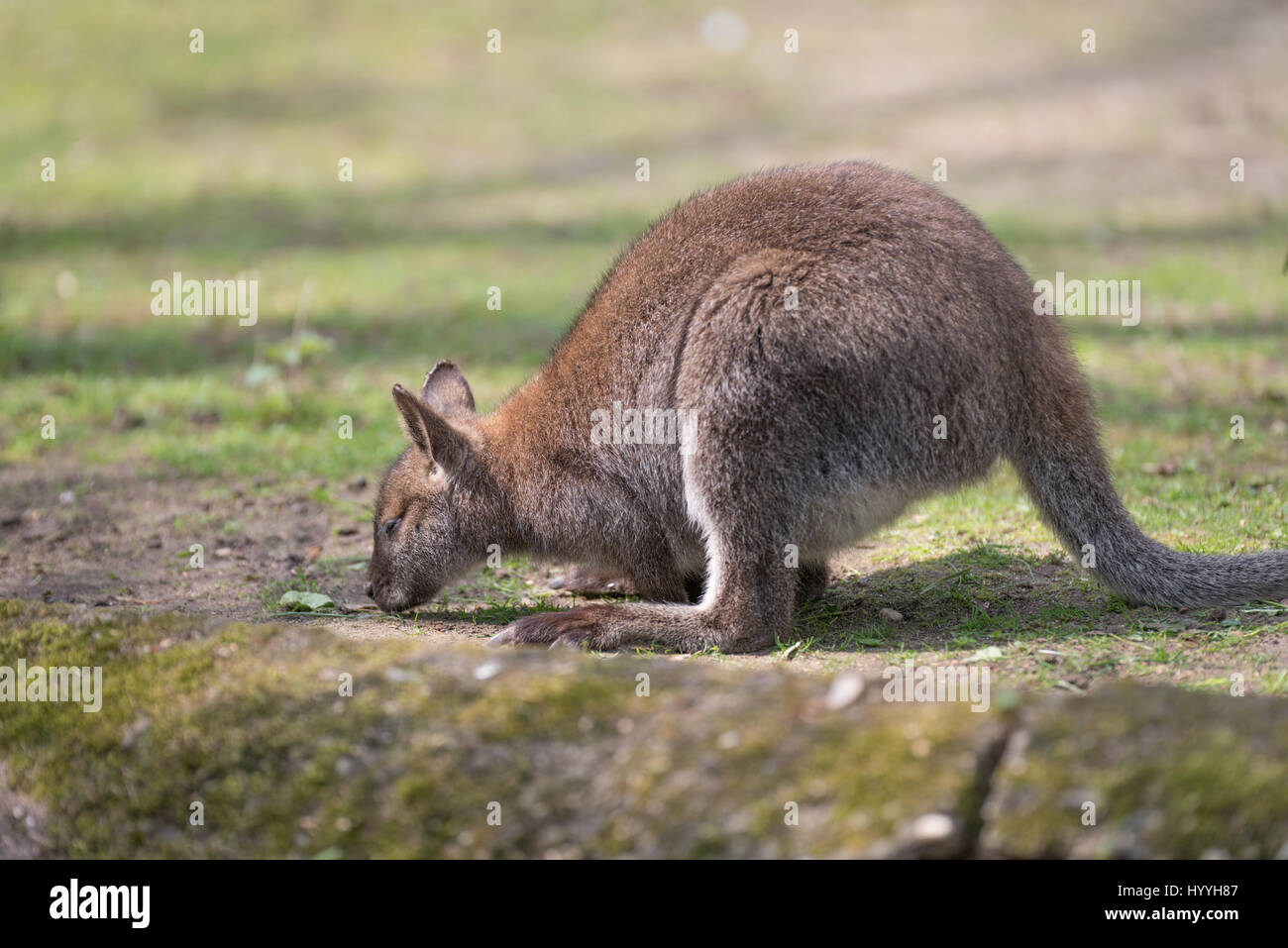 Australian tree kangaroo eating grass Stock Photo - Alamy