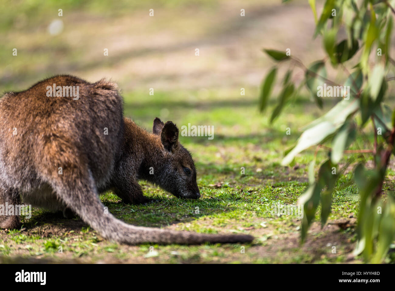 Australian tree kangaroo eating grass Stock Photo - Alamy