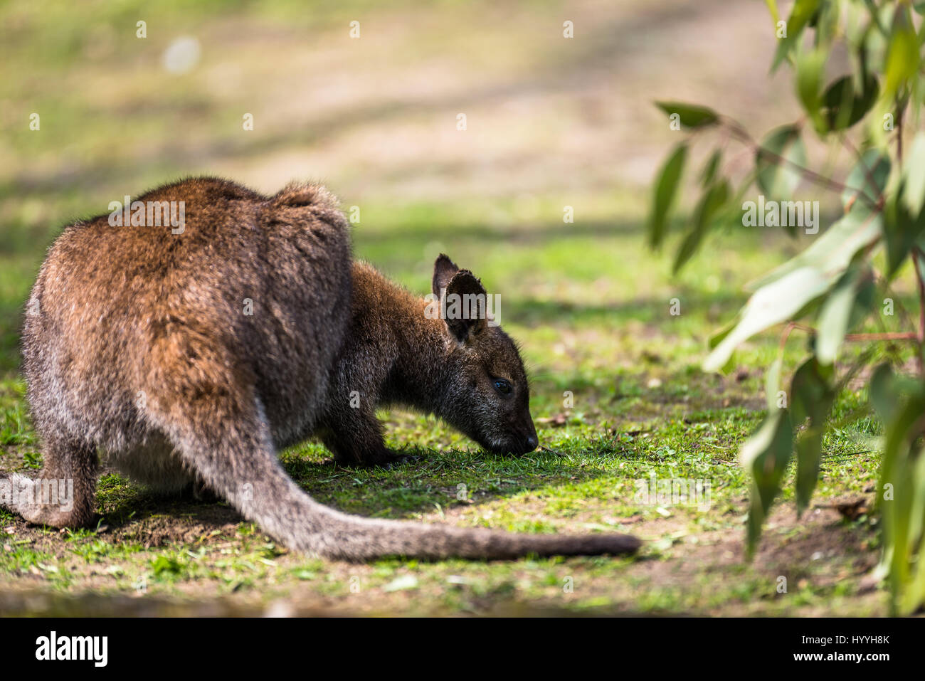 Animals cute zoo tree kangaroo hi-res stock photography and images - Alamy