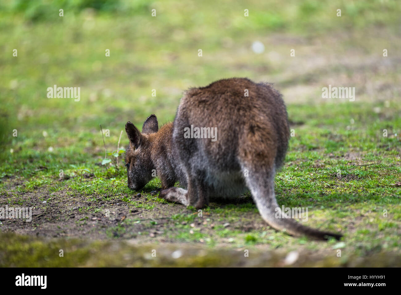 Australian Tree Kangaroo Eating Grass High Resolution Stock Photography ...