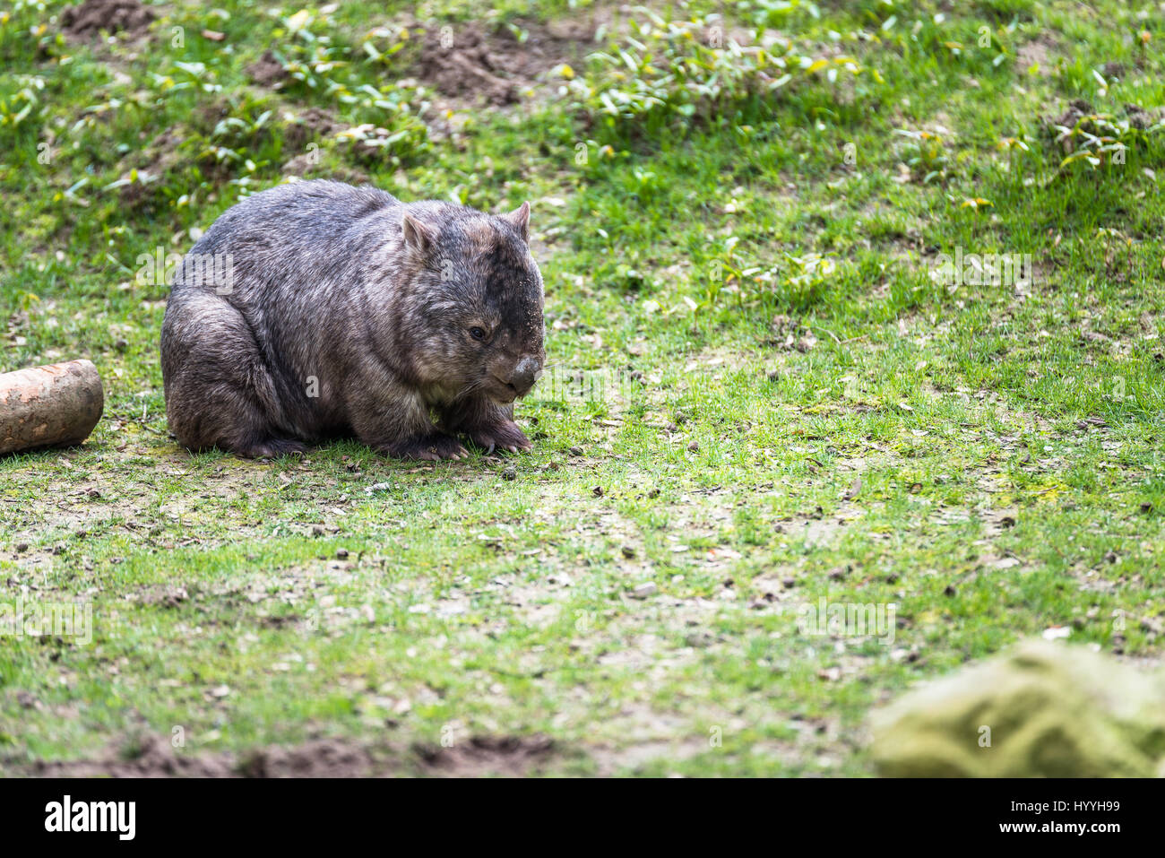 Wombat eating hi-res stock photography and images - Alamy