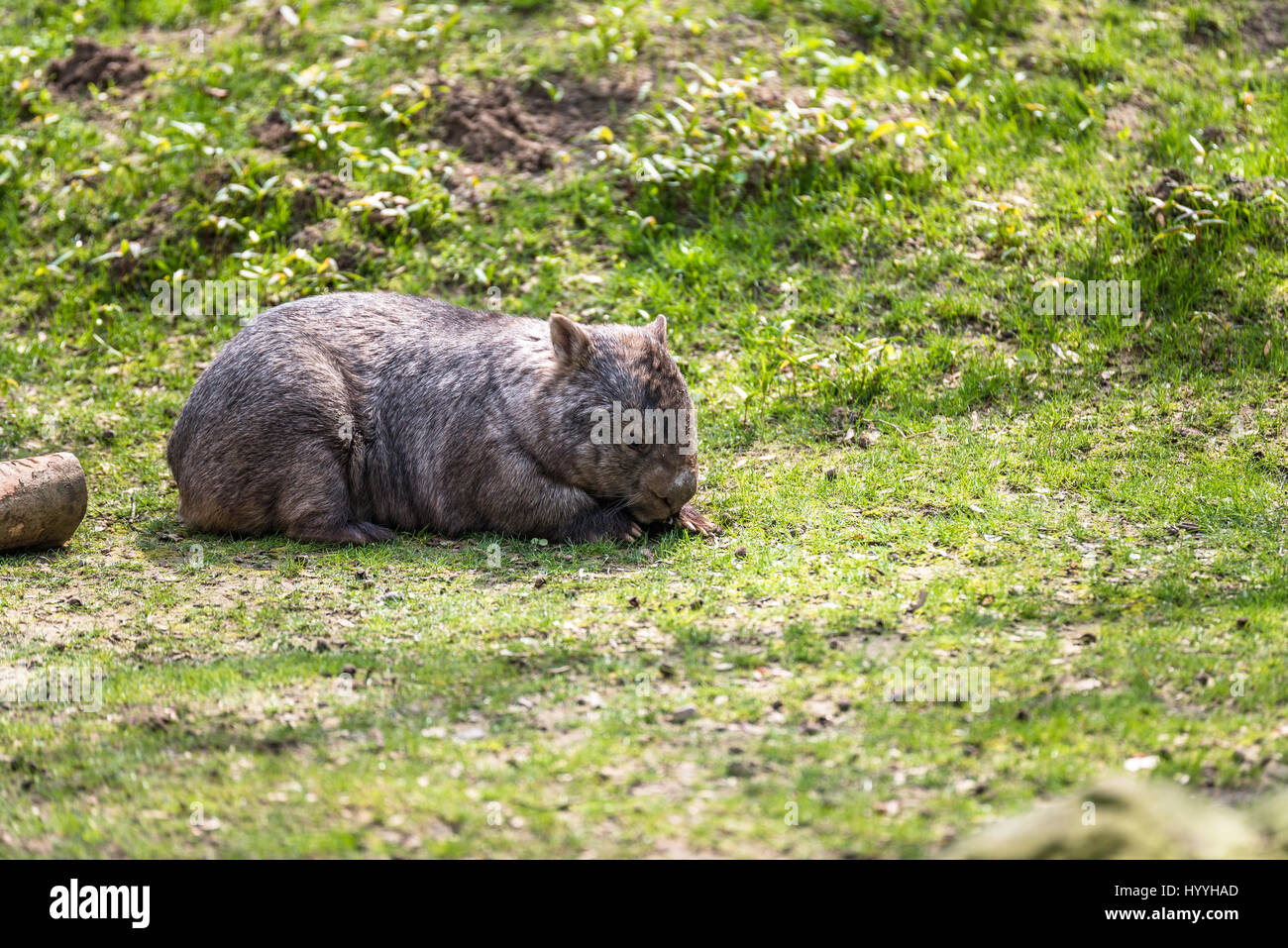 Wombat eating hi-res stock photography and images - Alamy