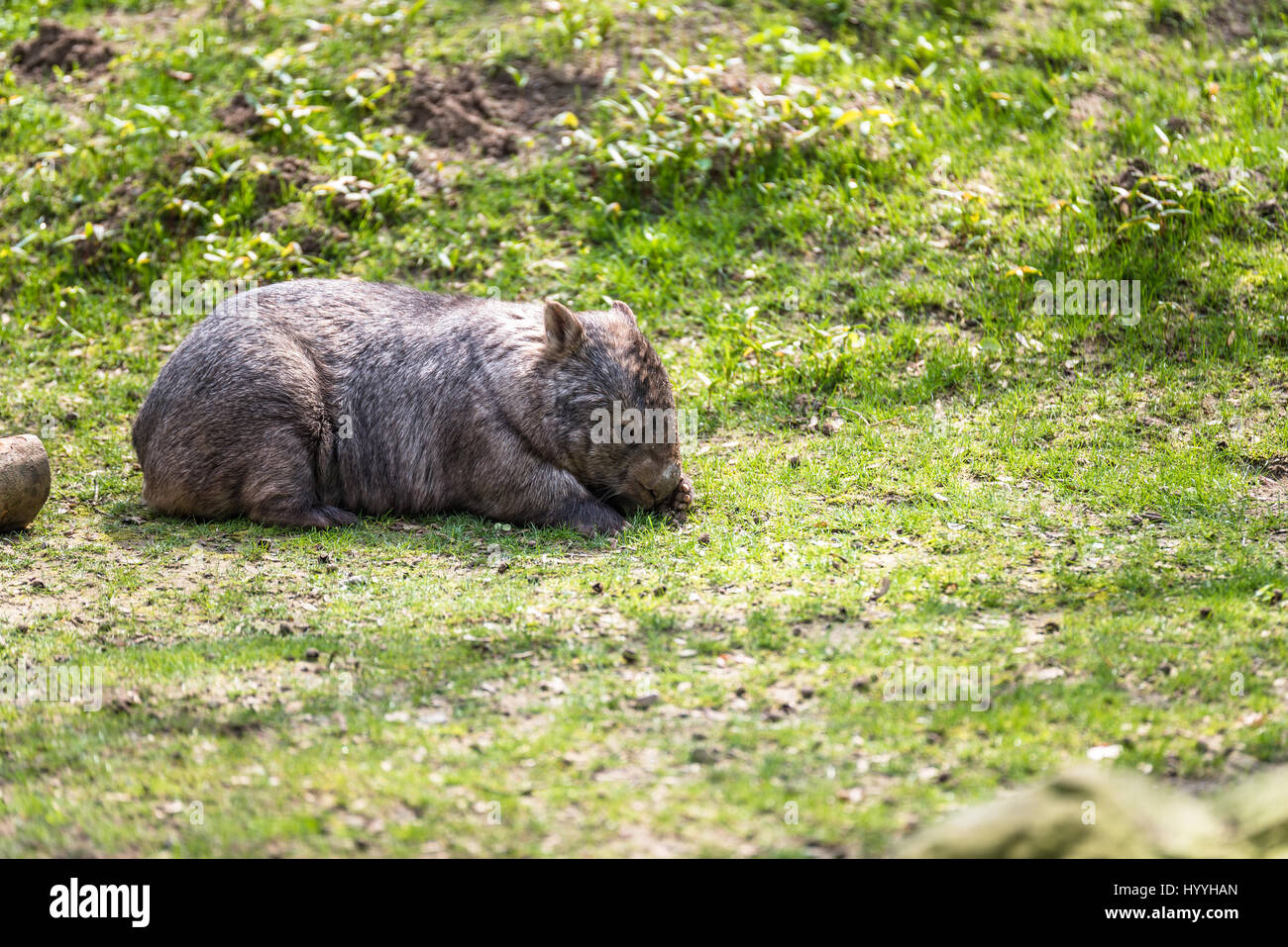 Wombat eating hi-res stock photography and images - Alamy