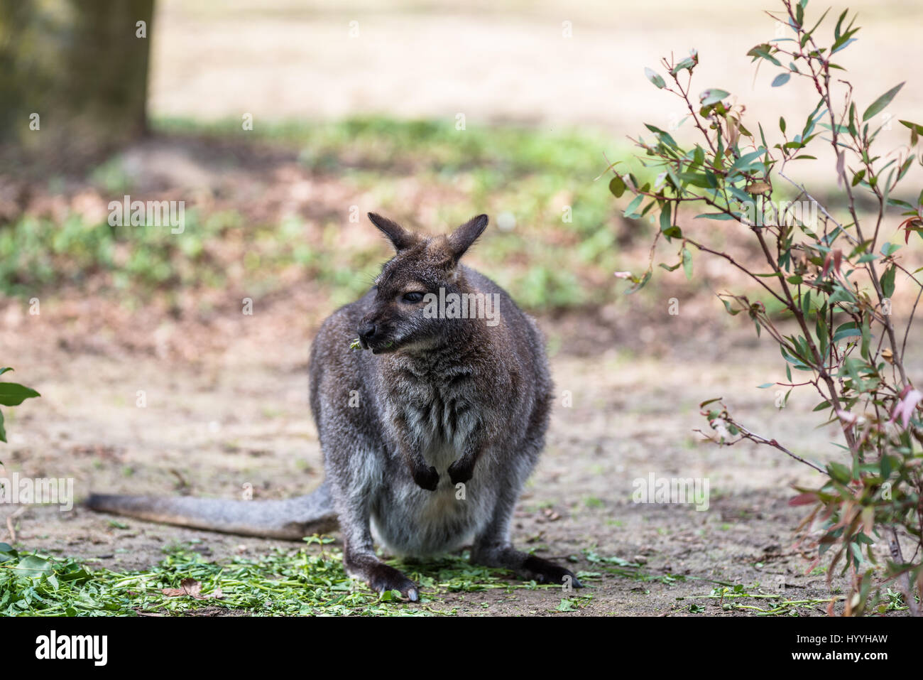 Australian tree kangaroo eating and jumping around Stock Photo - Alamy